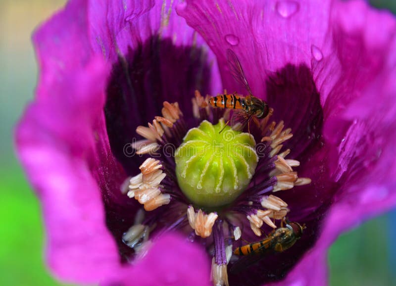 Decorative poppy stock photo. Image of insects, decorative - 49457480