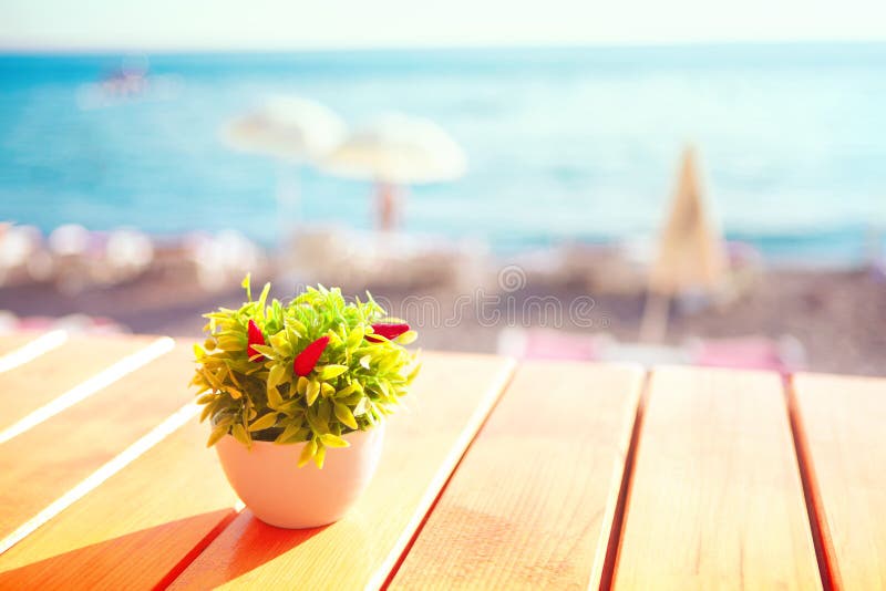 Flowerpot on the beach stock image. Image of blue, beautiful - 127099411