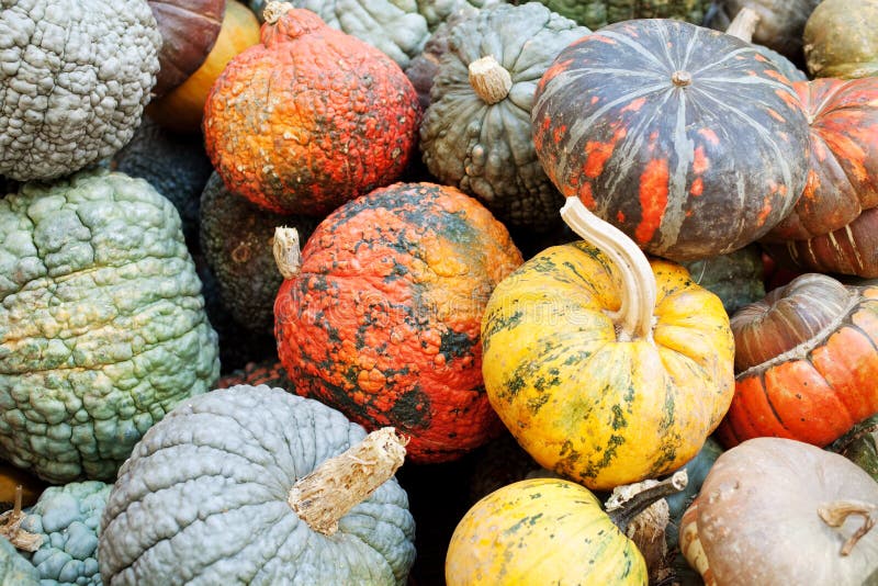 Decorative pumpkins stock photo. Image of isolated, pretty - 11583410