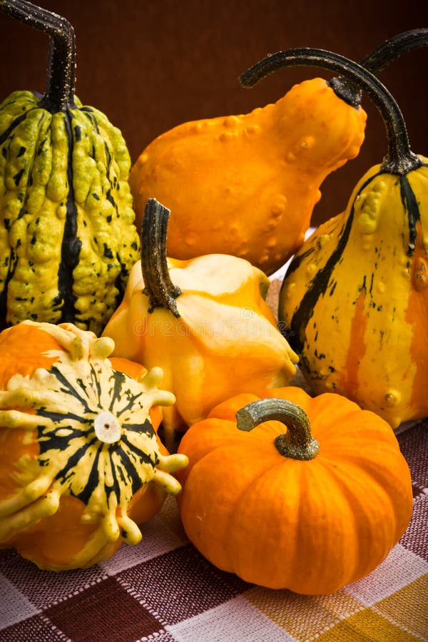 Decorative Pumpkins Squash Fruits Stock Photo - Image of natural ...
