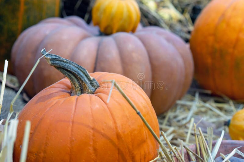Decorative Pumpkins on Straw. Autumn Pumpkin Harvest. Stock Photo ...