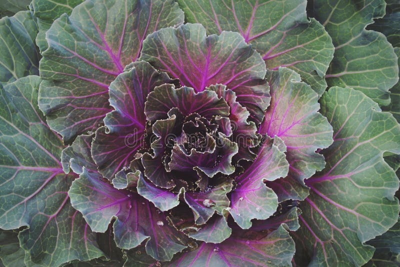 Decorative Purple Cabbage Natural Pattern Background Stock Photo ...