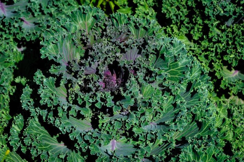 Decorative Purple Cabbage Top View in the Garden. Stock Photo - Image ...