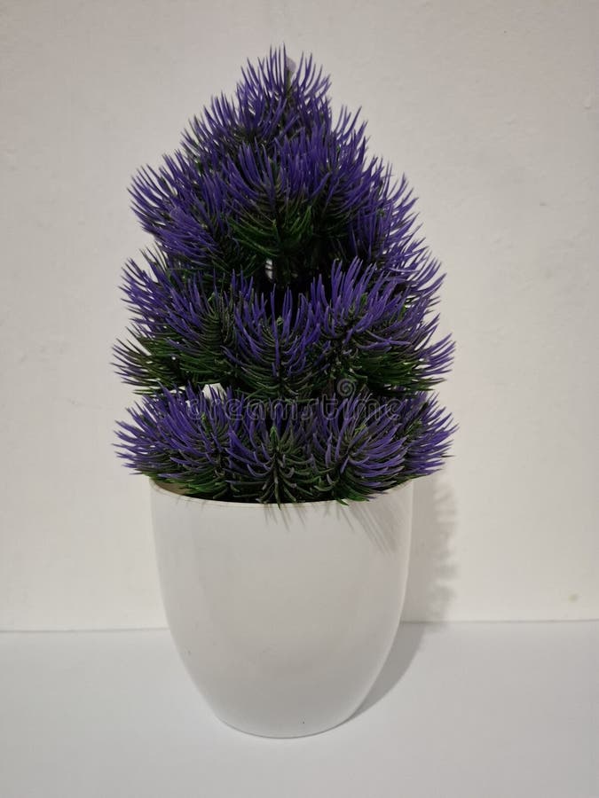 Decorative Purple Pine in a White Pot Stock Photo - Image of purple ...