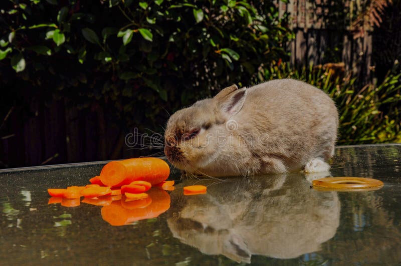 Decorative rabbit Bath stock photo. Image of home, summer - 86991354