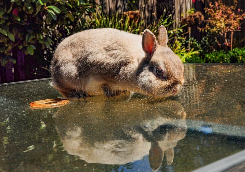 Decorative rabbit Bath stock image. Image of burnt, home - 86991543