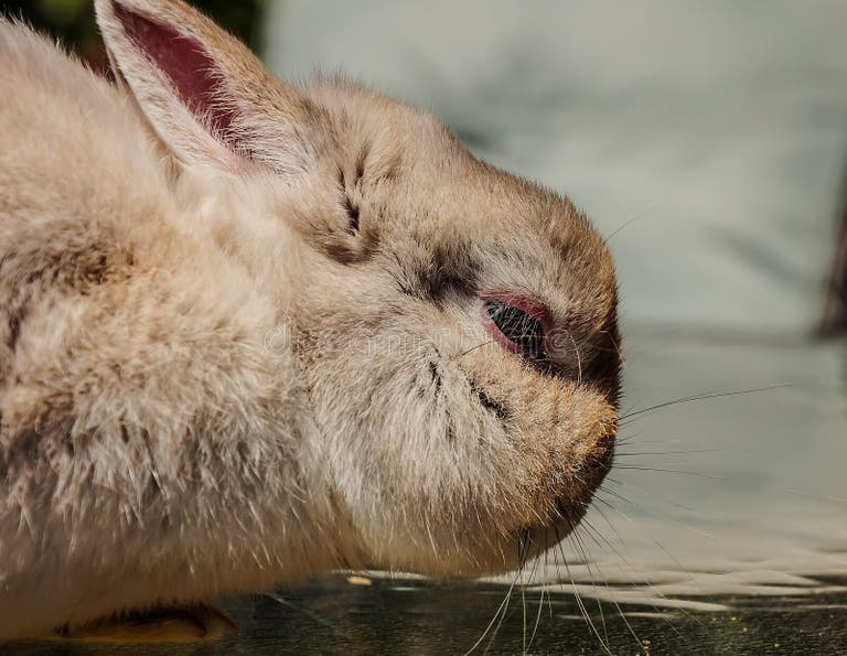 Decorative rabbit Bath stock photo. Image of glossy, neat - 86991636