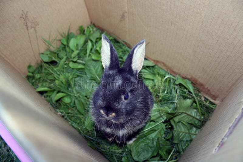 Decorative Rabbit in a Box on the Grass Stock Photo - Image of space ...