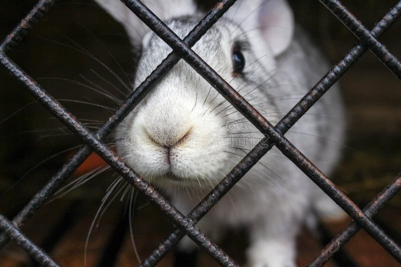 Decorative Rabbit Close-up in Cage at Animal Farm. the Muzzle is ...