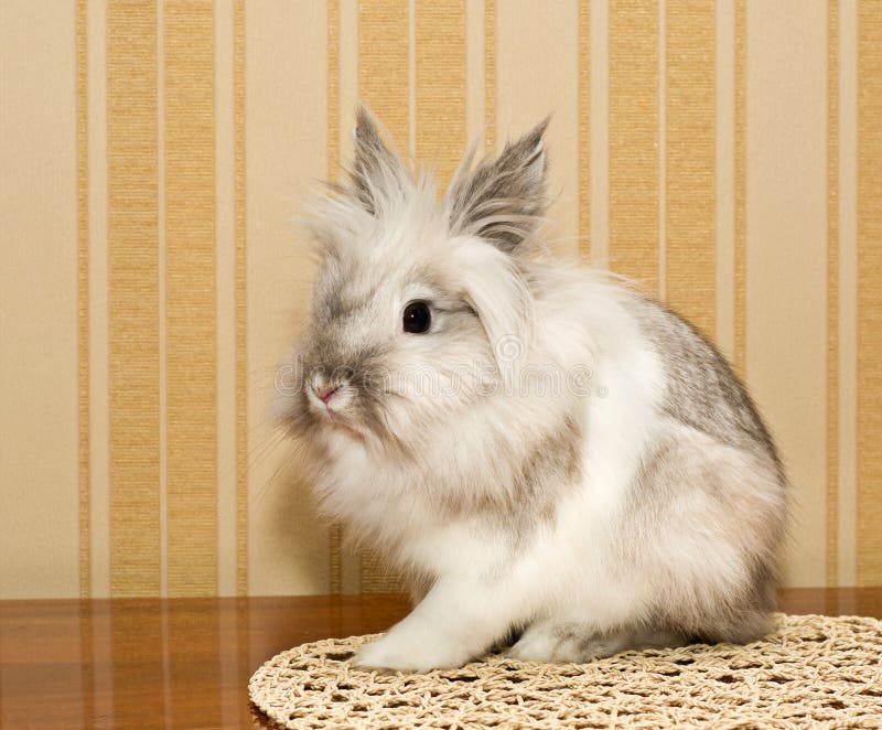 Decorative pet rabbit stock photo. Image of carotene - 65369298