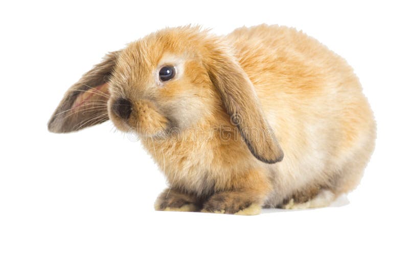 Decorative rabbit stock photo. Image of decorative, rabbit - 72143716