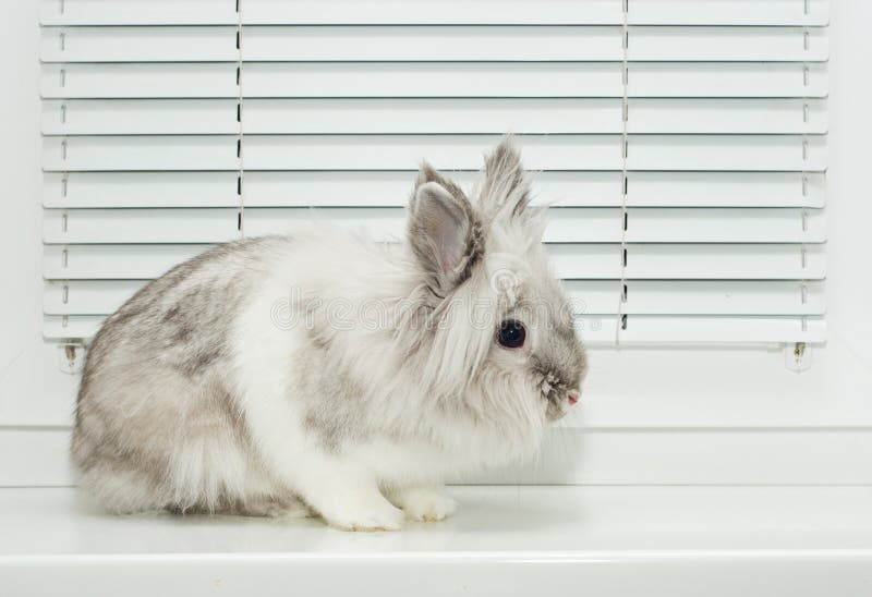 Decorative Rabbit stock image. Image of decorative, bright - 38576169