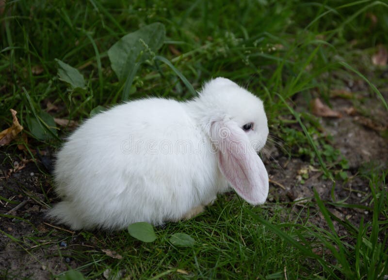 Decorative rabbits stock photo. Image of rabbit, walking - 131251042