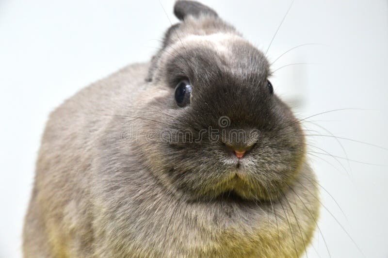 Decorative rabbits stock photo. Image of hands, breed - 245105100