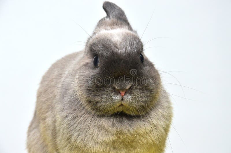 Decorative rabbits stock image. Image of cute, beautiful - 245105103