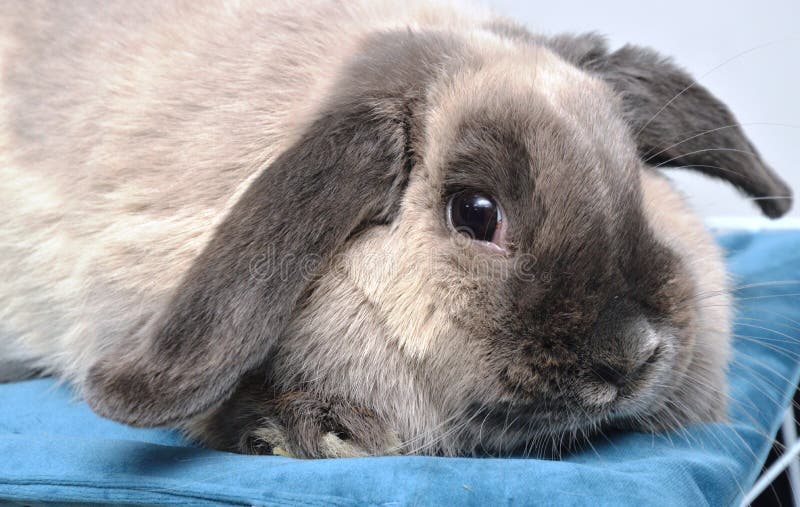 Decorative rabbits stock image. Image of knees, creature - 245105295