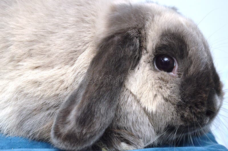 Decorative rabbits stock image. Image of lifestyle, domestic - 245105315