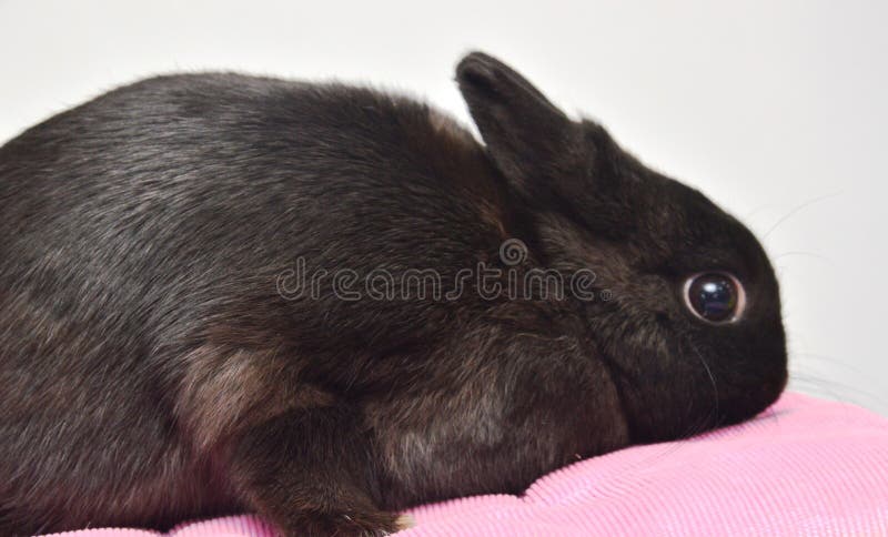 Decorative rabbits stock photo. Image of colorful, breed - 245105316