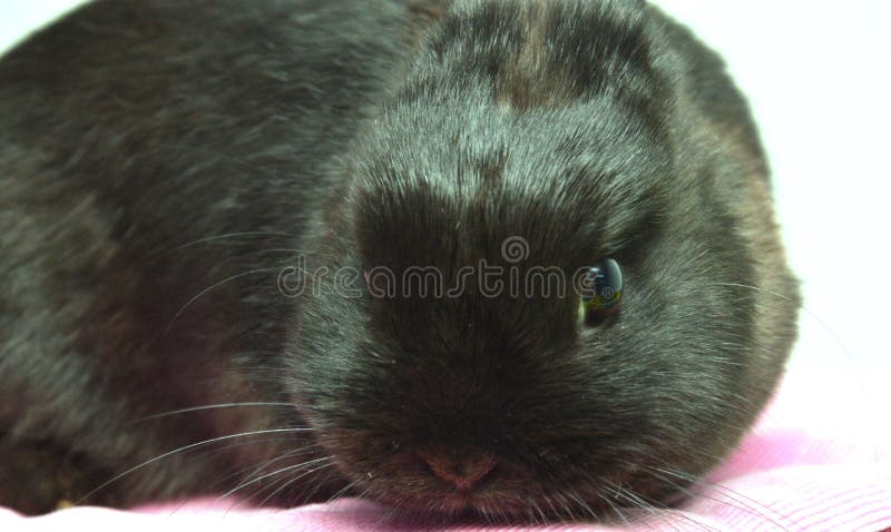 Decorative rabbits stock image. Image of beautiful, caress - 245105321
