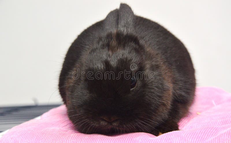 Decorative rabbits stock image. Image of heart, color - 245105345