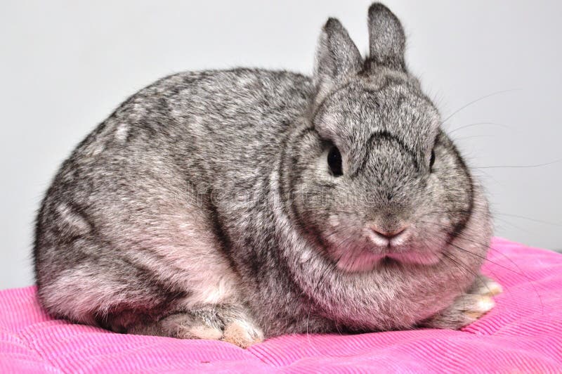 Decorative rabbits stock photo. Image of easter, creature - 245105364