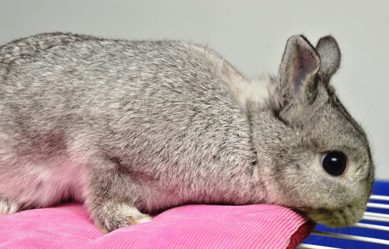 Decorative rabbits stock image. Image of desk, hair - 245105373