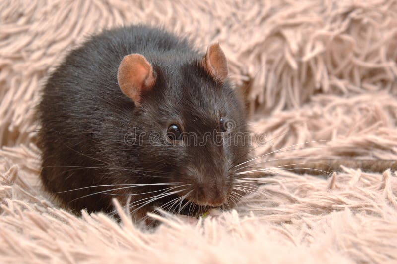 Decorative rat stock image. Image of light, dusk, idyllic - 243714329