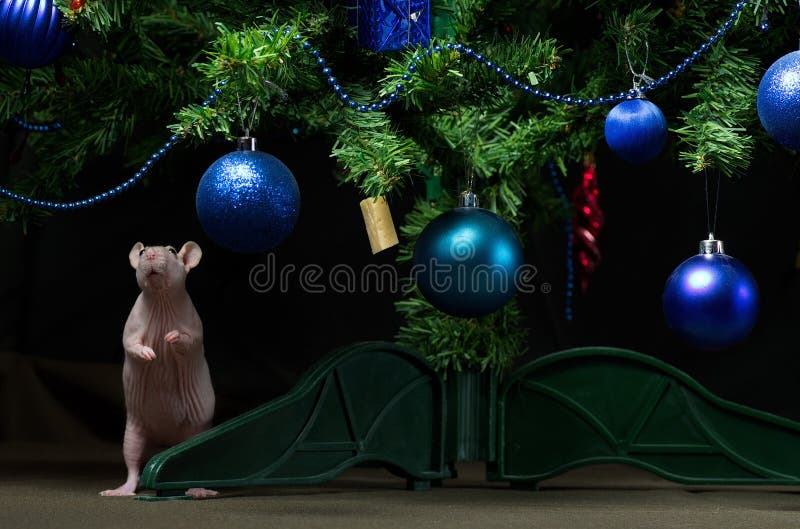 Decorative Rat at the Christmas Tree Stock Image - Image of decor ...