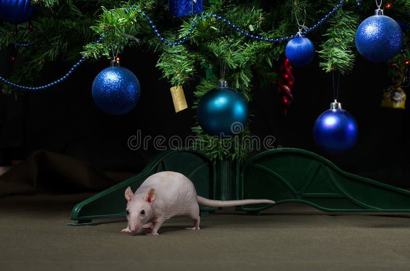 Decorative Rat at the Christmas Tree Stock Image - Image of chinese ...