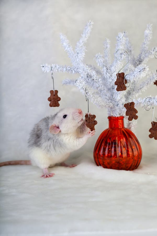 228 Rat Cookies Stock Photos - Free & Royalty-Free Stock Photos from ...