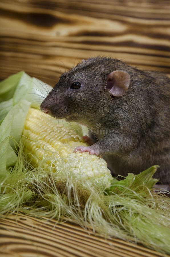 Rat eating corn. stock photo. Image of rodents, feed - 119588036