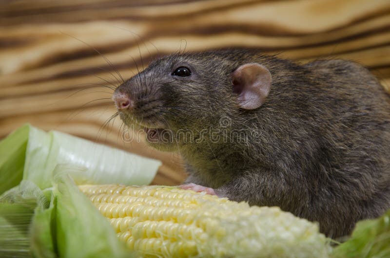 Rat eating corn. stock image. Image of feed, domestic - 119588053
