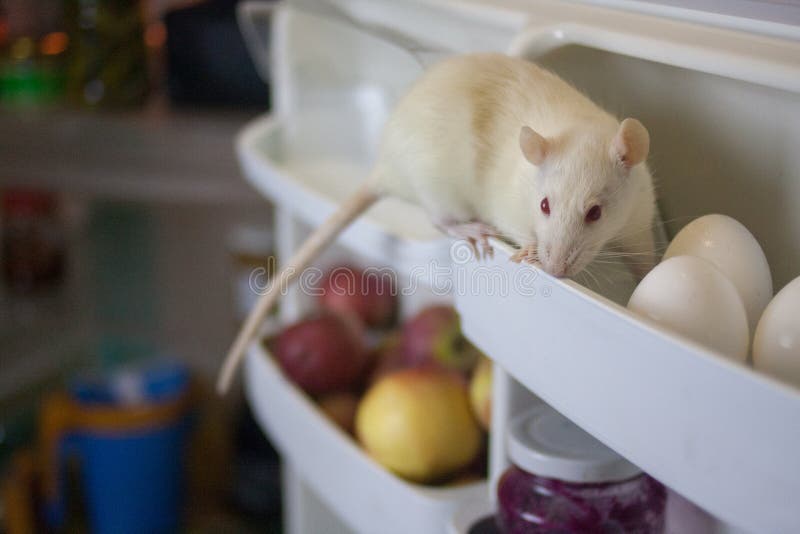 Decorative Rat in the Fridge for Chicken Egg. Symbol Stock Image ...