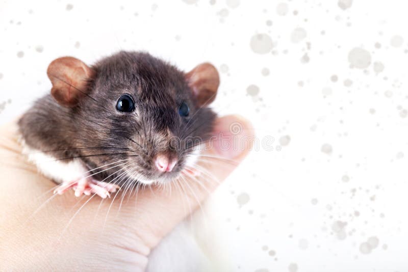 3,271 Rat Hand Photos - Free & Royalty-Free Stock Photos from Dreamstime