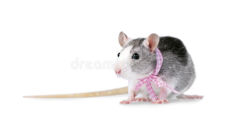 Funny Rat Balancing on Wooden Folding Screen Stock Photo - Image of ...