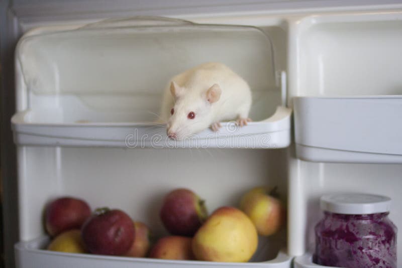 Decorative Rat in the Refrigerator with Fruit. Symbol Stock Photo ...