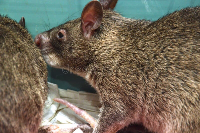 Decorative rats stock photo. Image of closeup, curious - 245104320