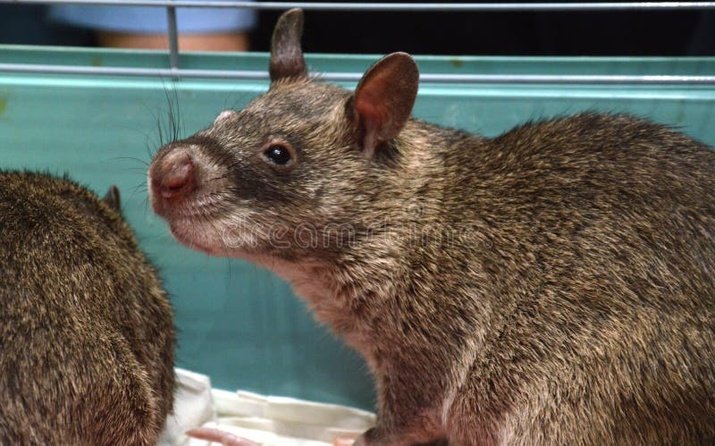 Decorative rats stock image. Image of closeup, face - 245104327