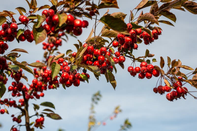 Decorative Red Apples on a Tree Stock Image - Image of leaf, fresh ...