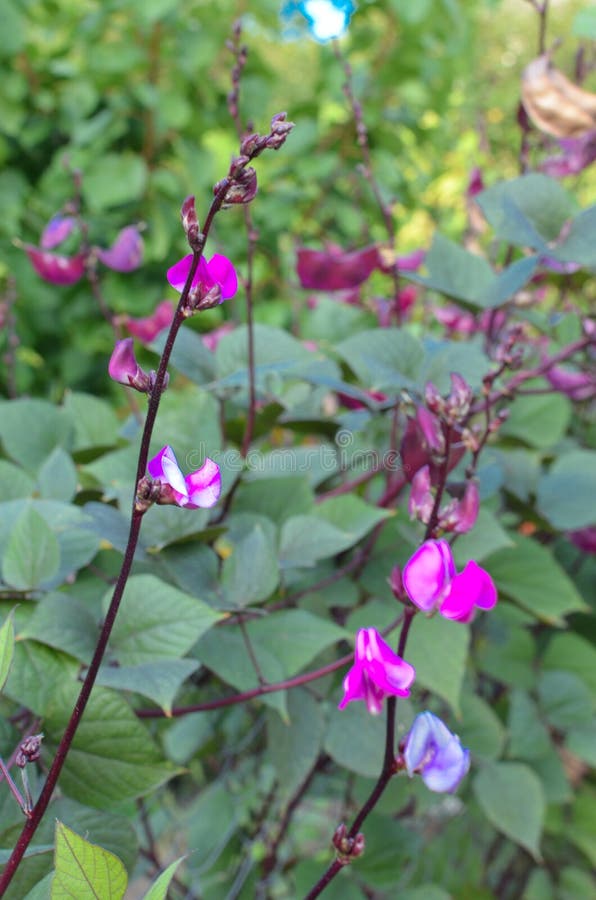 Decorative Red Beans of Fire on a White Fence. Vertical Gardening Stock ...