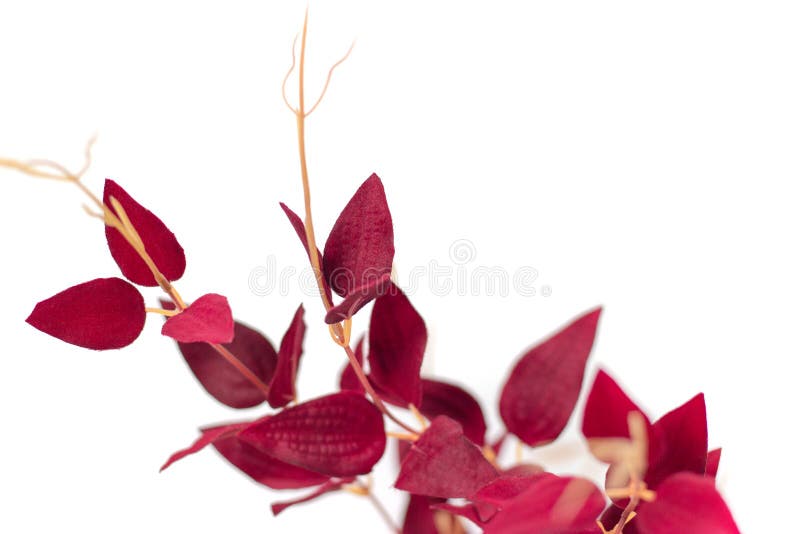 Decorative Red Branches with Leaves in a Vase on a White Background ...