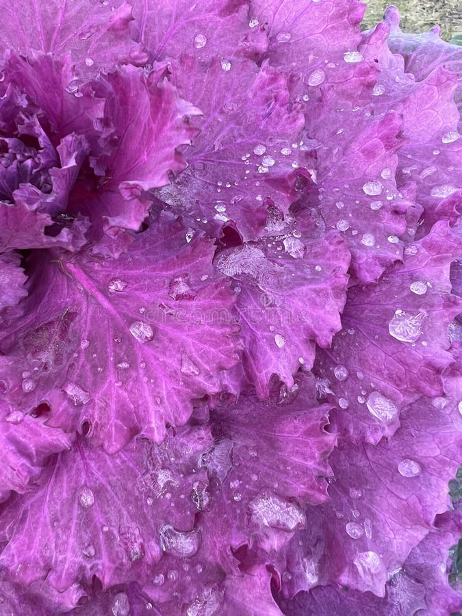 Decorative Red Cabbage with Raindrops Stock Photo - Image of cabbages ...