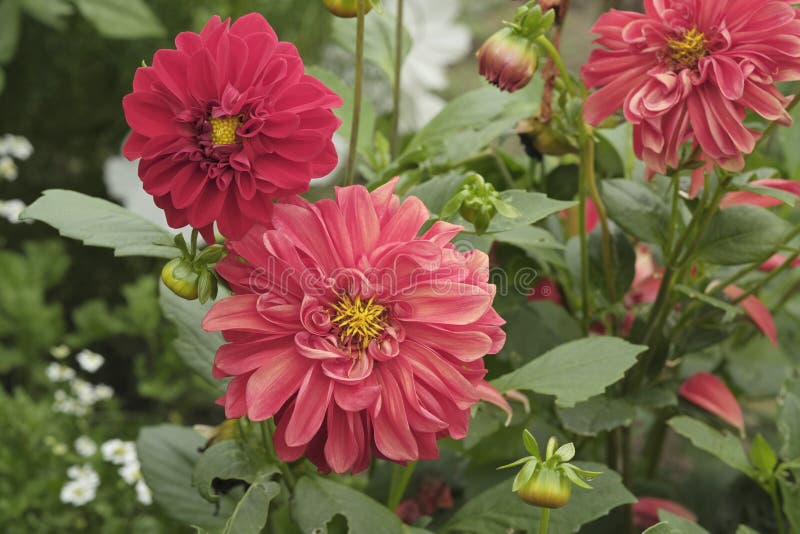 Decorative Red Dahlias. Red Dahlias in the Garden Stock Photo - Image ...