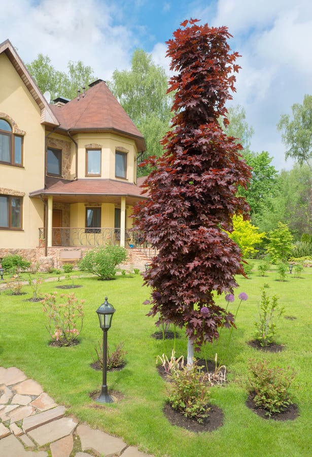Decorative red maple tree stock photo. Image of building - 57274028