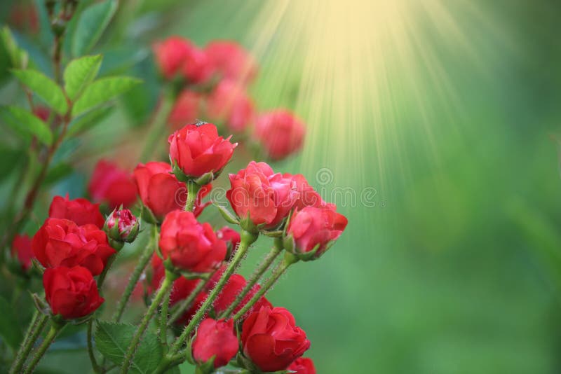 Decorative Red Roses Against Green Background. the Lights of a Sun ...