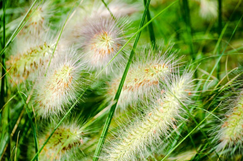 A Decorative Reed in the Park Stock Photo - Image of land, cane: 137035142