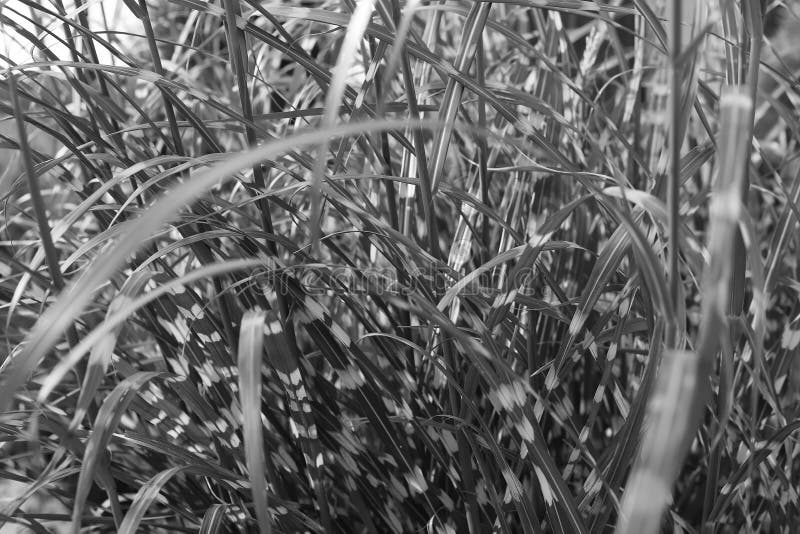 A Decorative Reed in the Park Stock Photo - Image of land, cane: 137035142