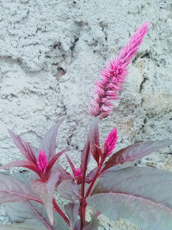 Decorative Reeds for Garden Decoration Stock Image - Image of purple ...