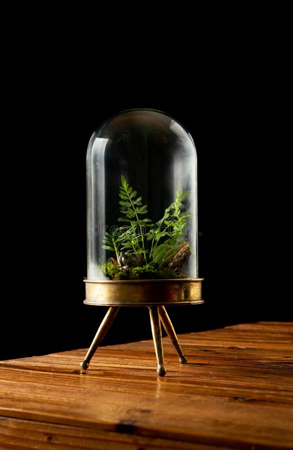 Representation of Small Ecosystems in a Terrarium Stock Image - Image ...