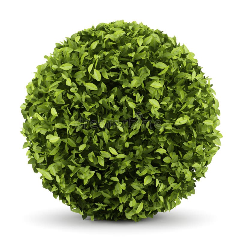 Round Bush Stock Illustrations – 6,739 Round Bush Stock Illustrations ...